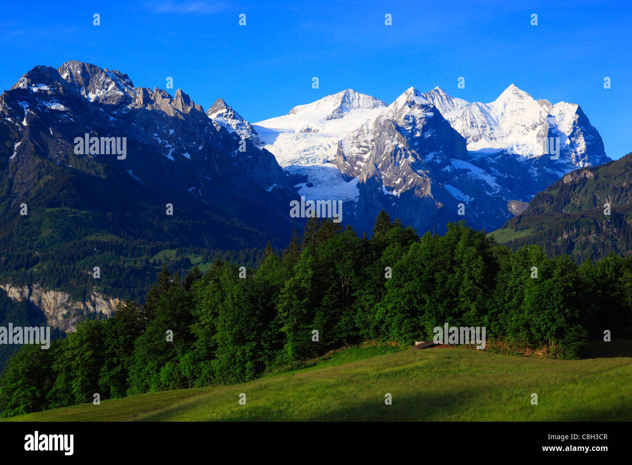Alp, alps, flora, view, Hasliberg, mountain, mountains, mountain flora ...