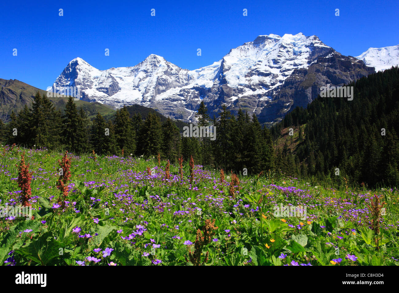 Alp, alps, flora, view, mountain, mountain panorama, mountains ...