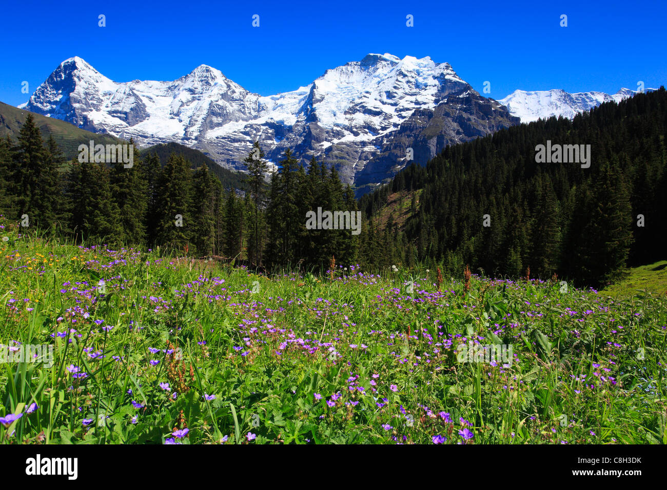 Alp, alps, flora, view, mountain, mountain panorama, mountains ...