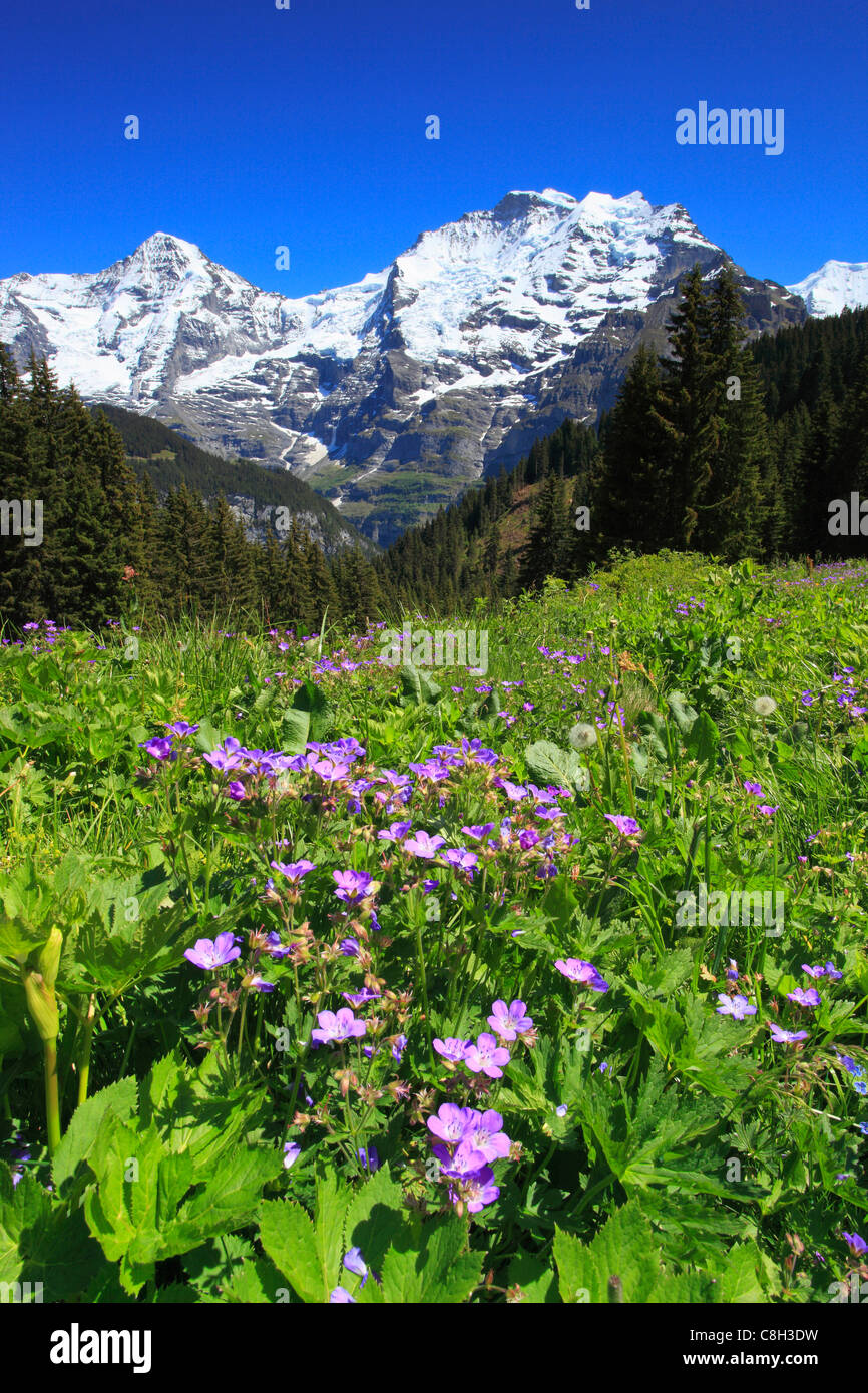 Alp, alps, flora, view, mountain, mountain panorama, mountains ...