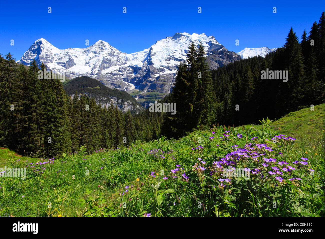 Alp, alps, flora, view, mountain, mountain panorama, mountains ...