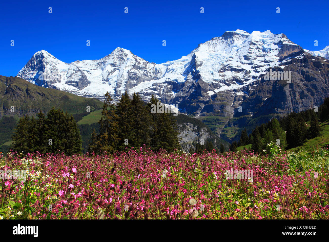 Alp, alps, flora, view, mountain, mountain panorama, mountains ...