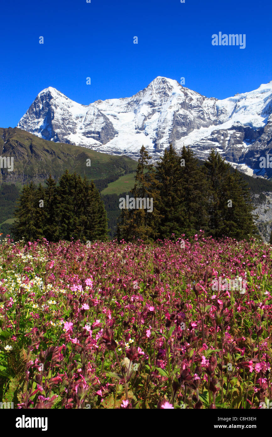 Alp, alps, flora, view, mountain, mountain panorama, mountains ...