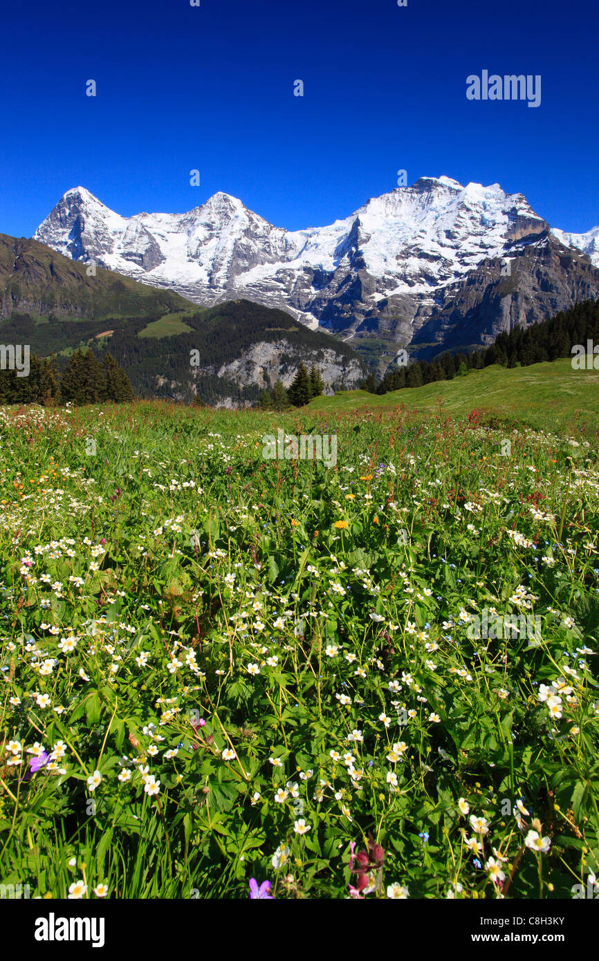 Alp, alps, flora, view, mountain, mountain panorama, mountains ...
