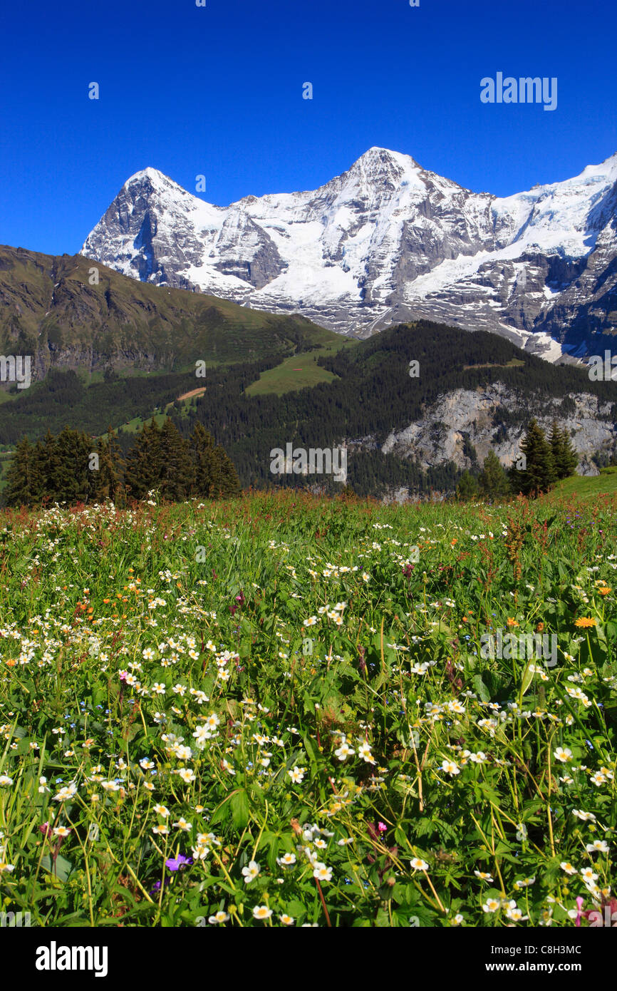 Alp, alps, flora, view, mountain, mountain panorama, mountains ...