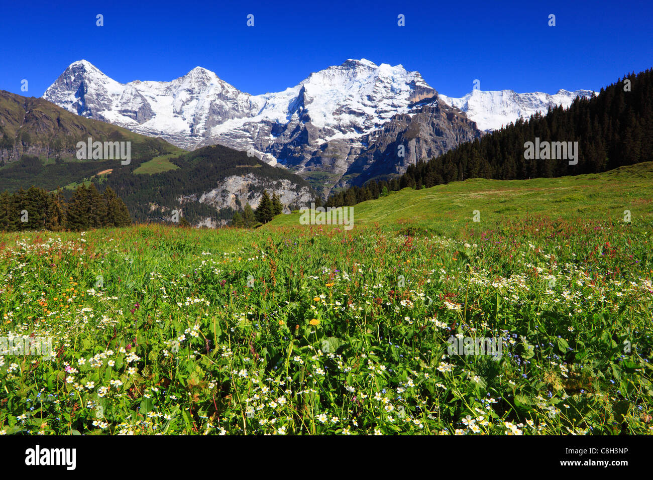 Alp, alps, flora, view, mountain, mountain panorama, mountains ...