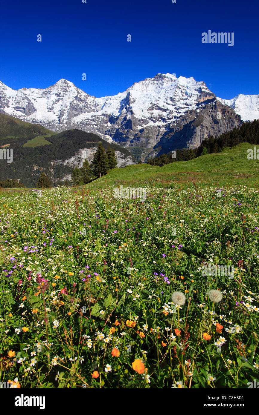 Alp, alps, flora, view, mountain, mountain panorama, mountains ...