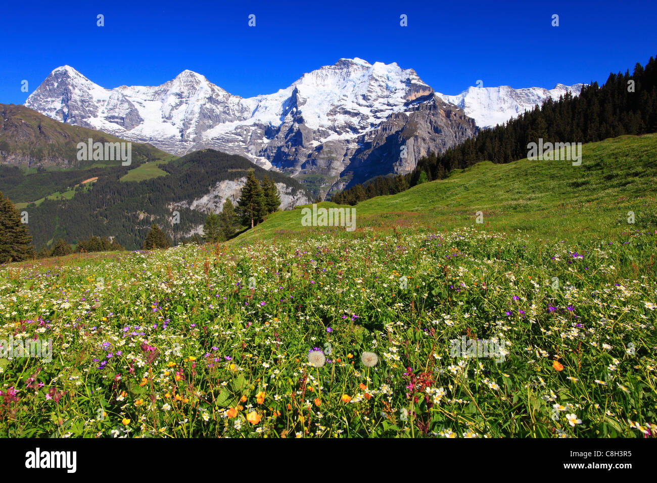 Alp, alps, flora, view, mountain, mountain panorama, mountains ...