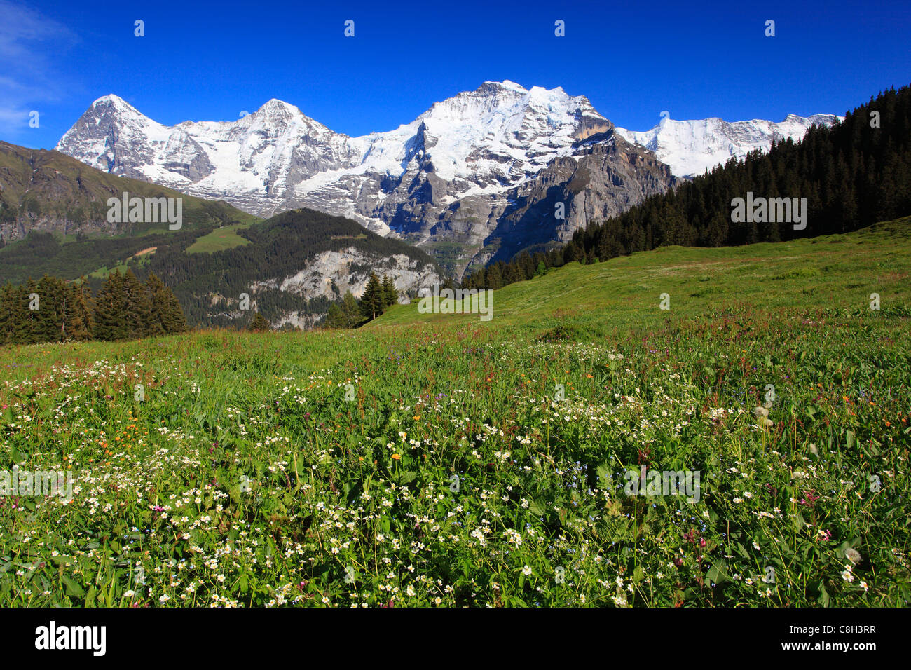 Alp, alps, flora, view, mountain, mountain panorama, mountains ...