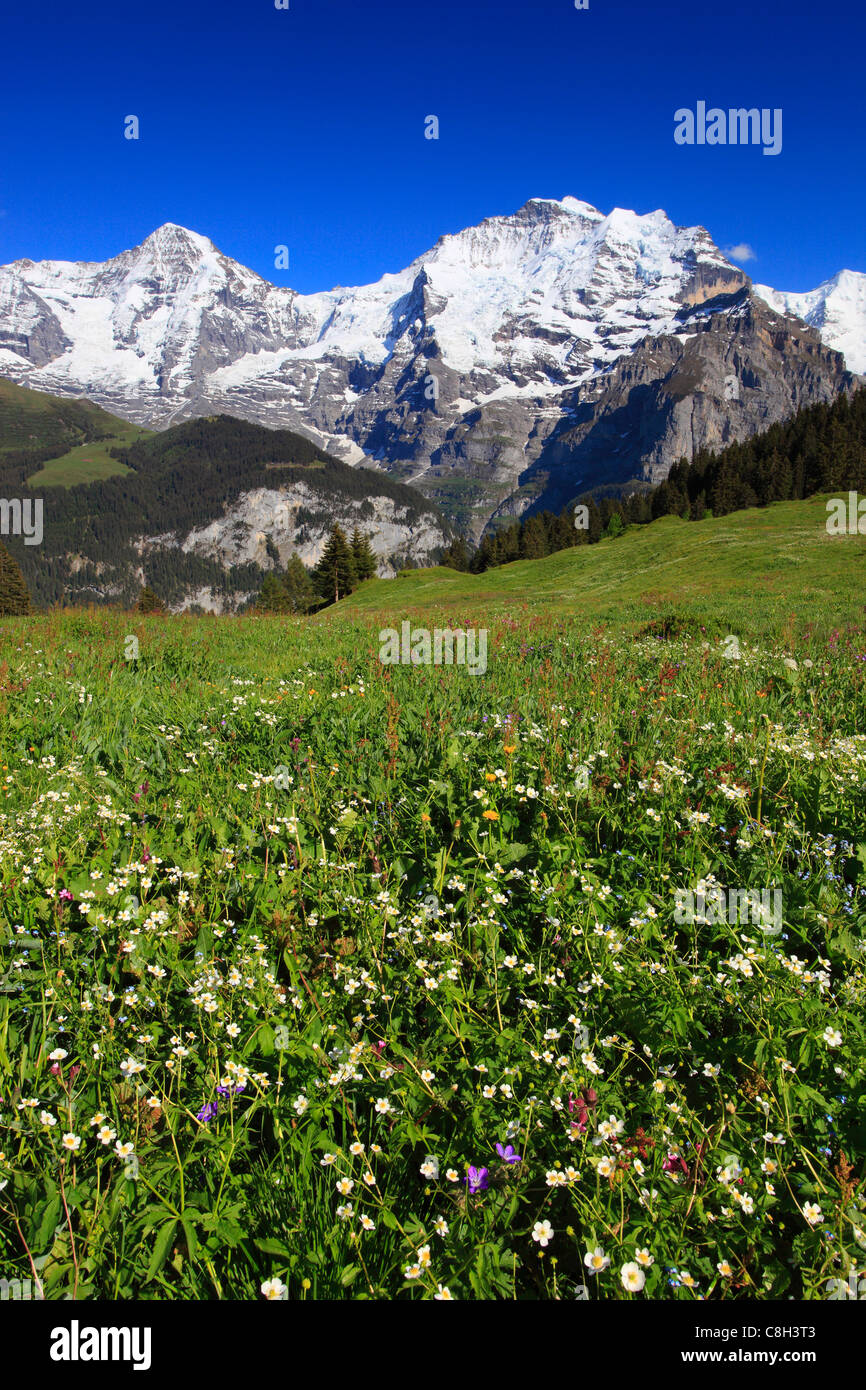 Alp, alps, flora, view, mountain, mountain panorama, mountains ...