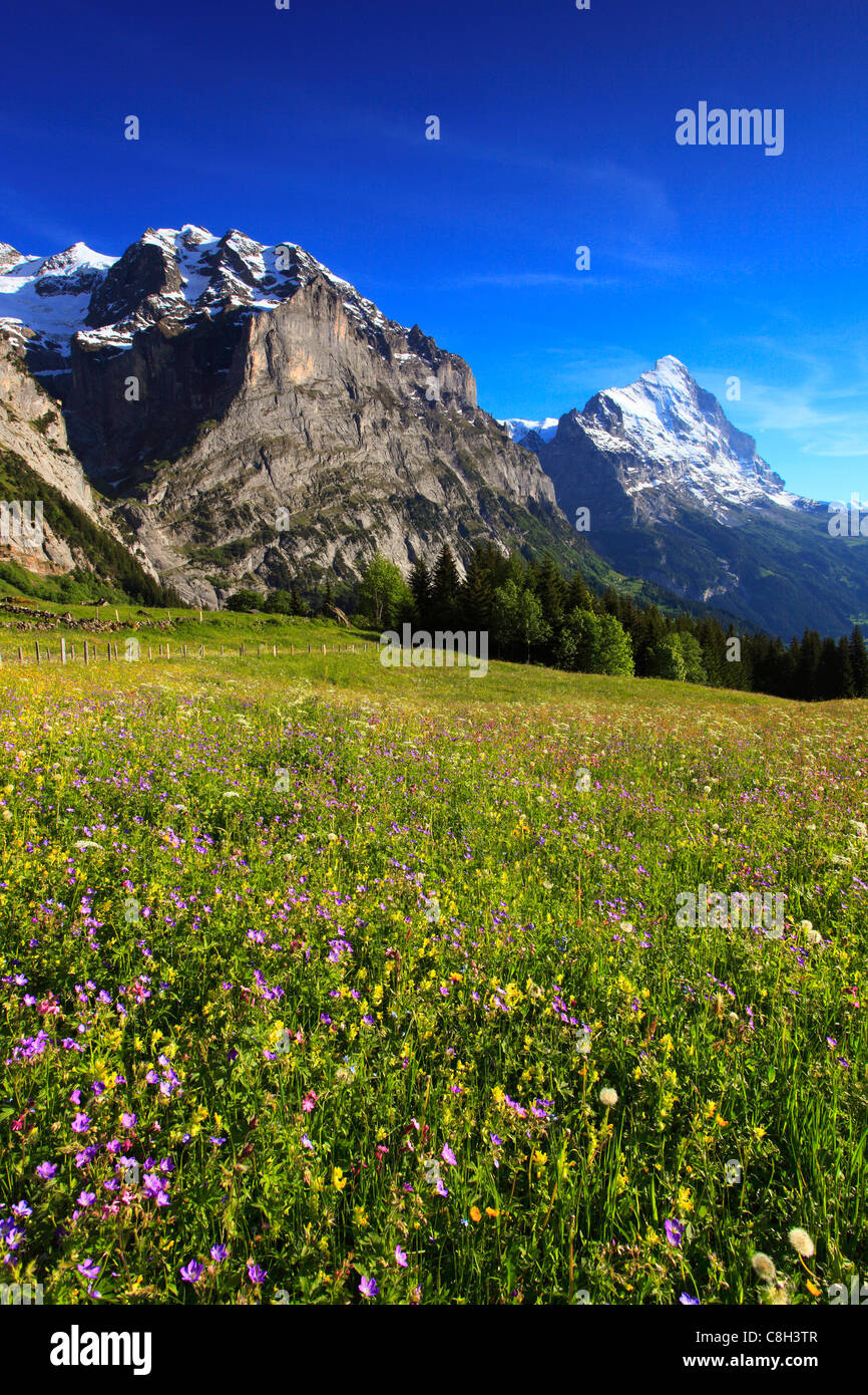 Alp, alps, flora, view, mountain, mountain panorama, mountains ...
