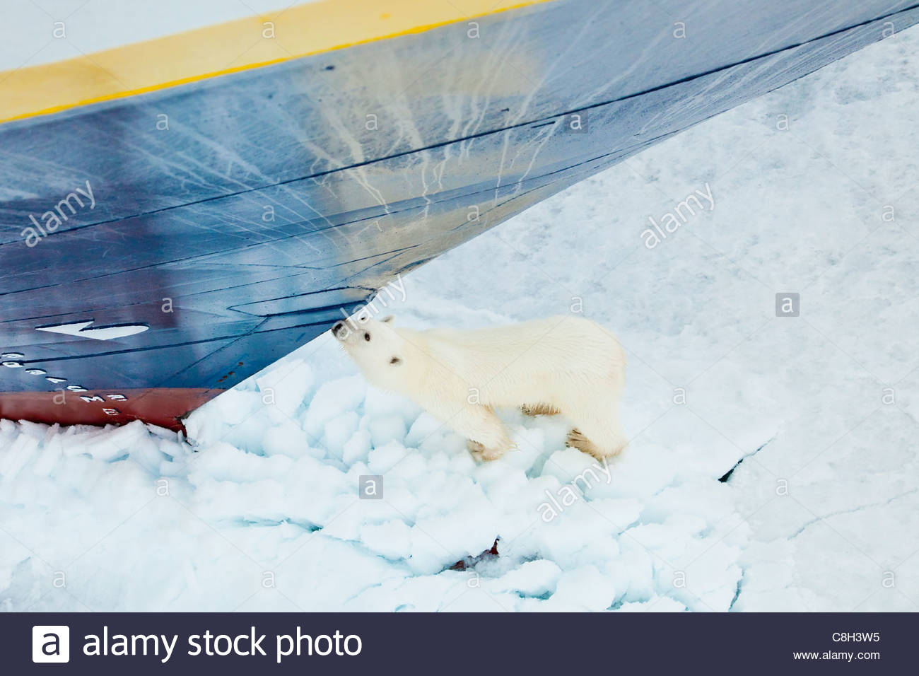 Ship bow arctic bear hi-res stock photography and images - Alamy