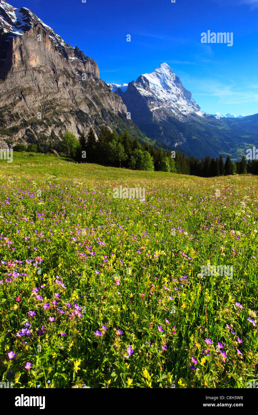 Alp, alps, flora, view, mountain, mountain panorama, mountains ...