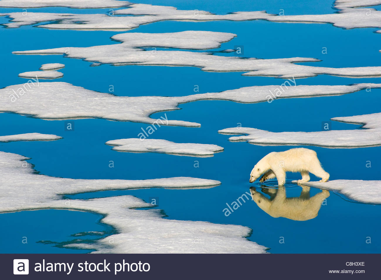 A lone polar bear walks on Arctic pack ice Stock Photo - Alamy