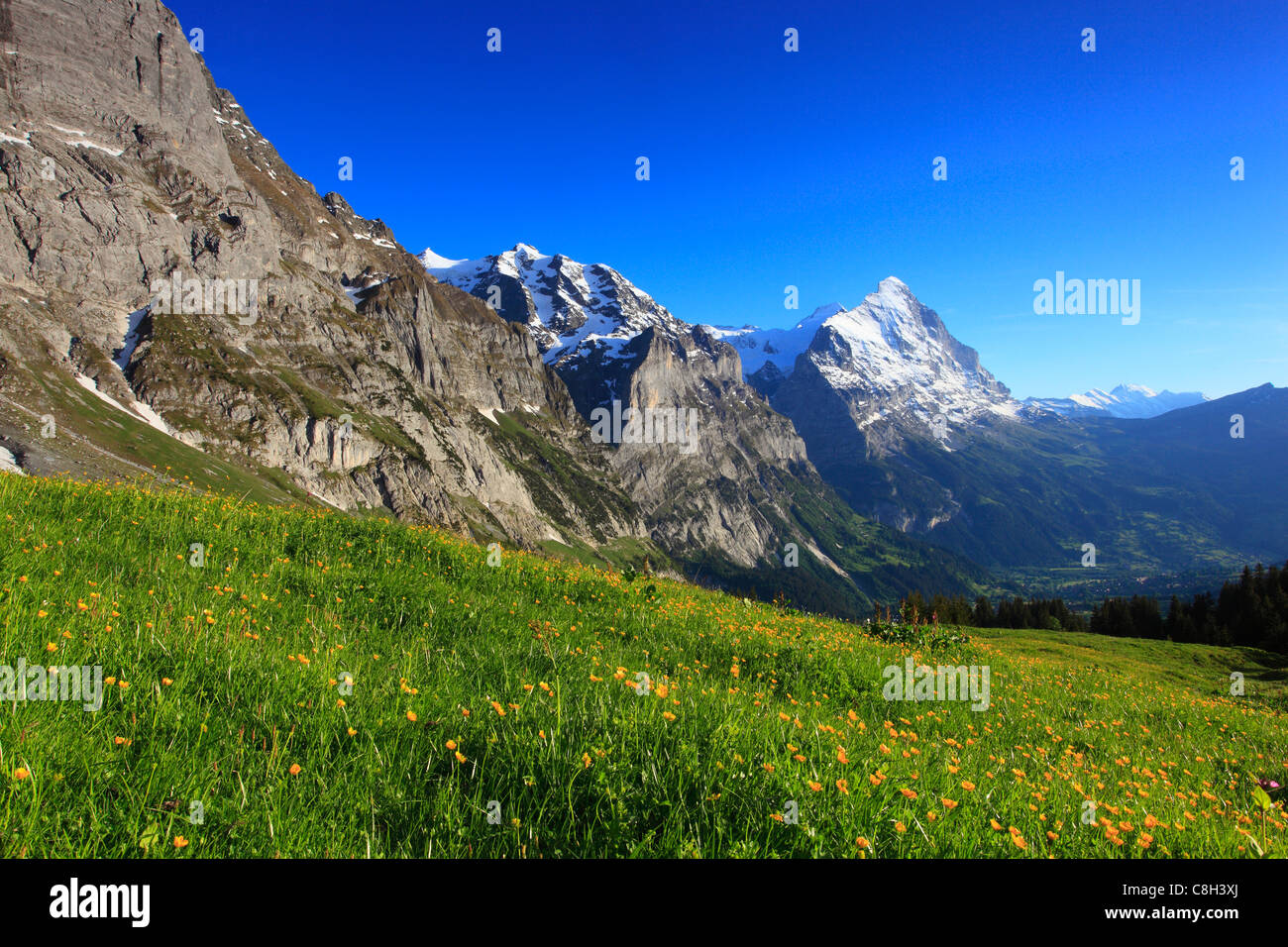 Alp, alps, flora, view, mountain, mountain panorama, mountains ...
