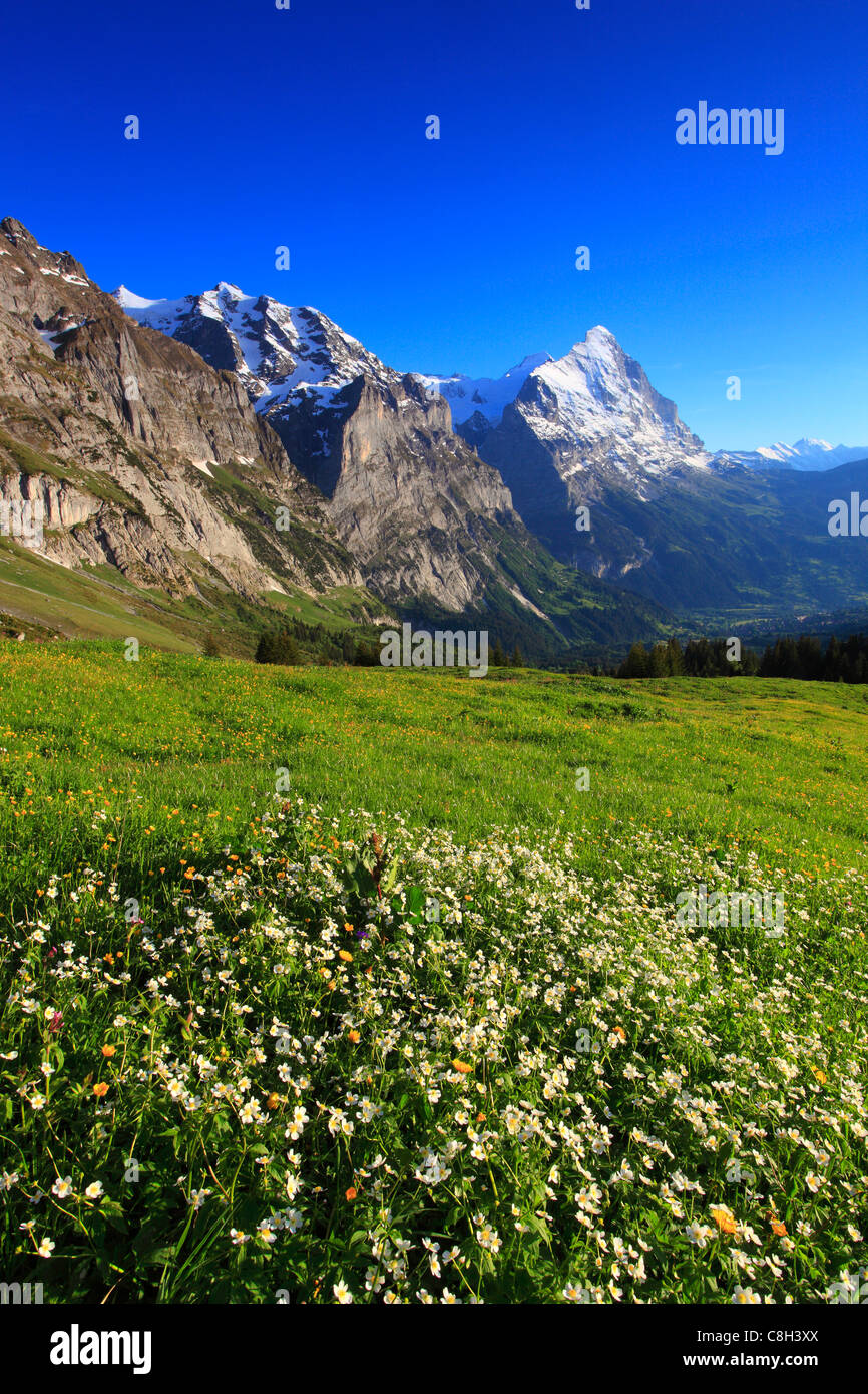 Alp, alps, flora, view, mountain, mountain panorama, mountains ...