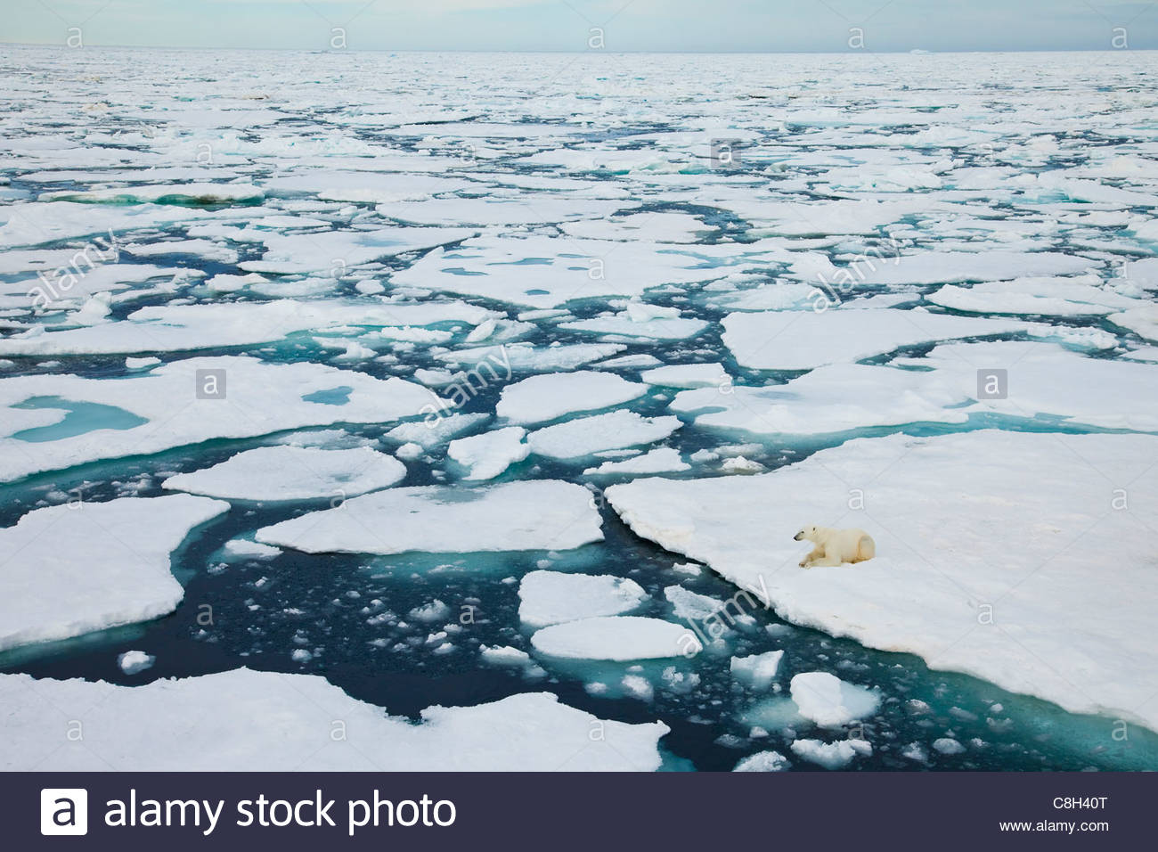 A polar bear floats on Arctic pack ice Stock Photo - Alamy