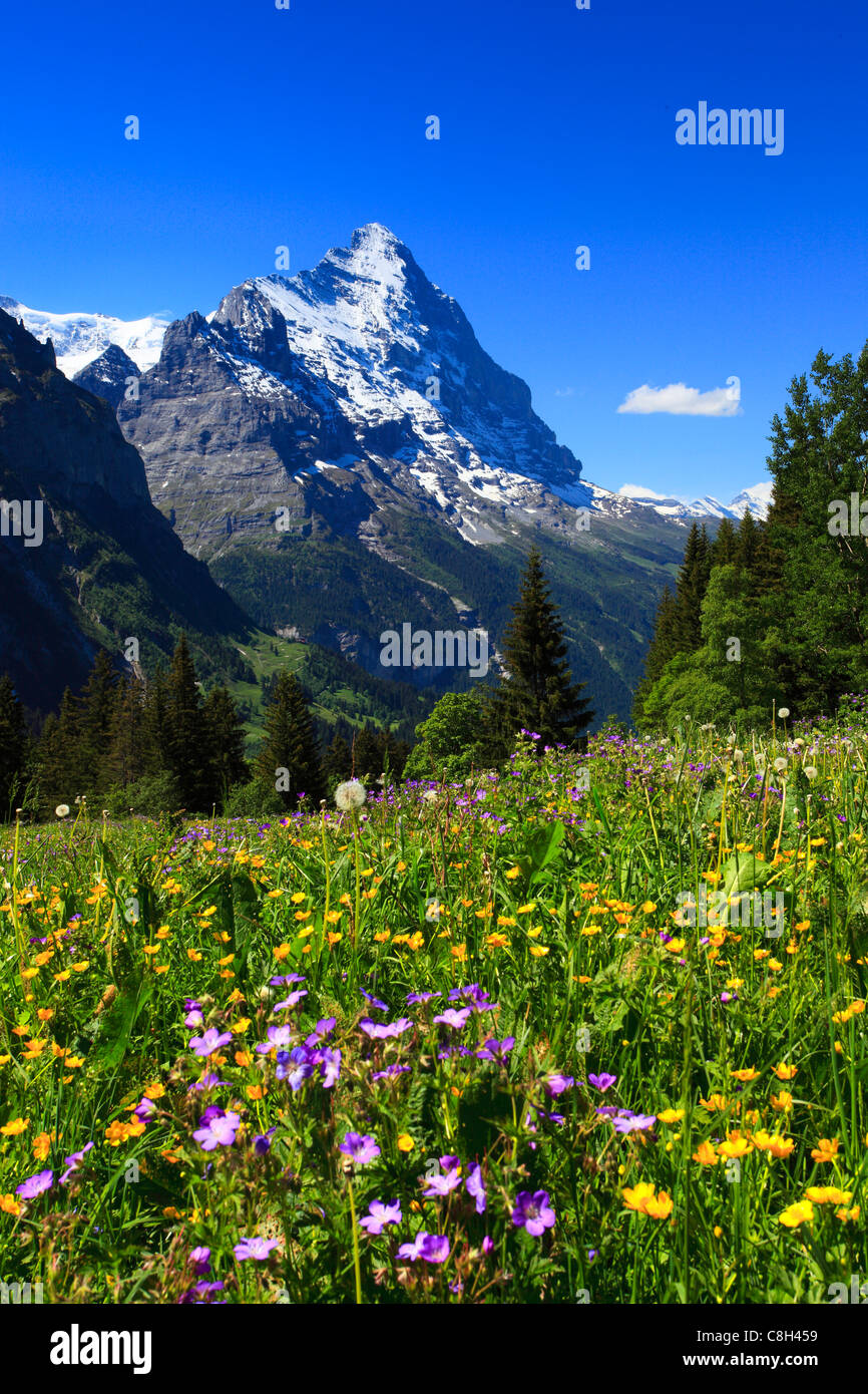 Alp, alps, flora, view, mountain, mountain panorama, mountains ...