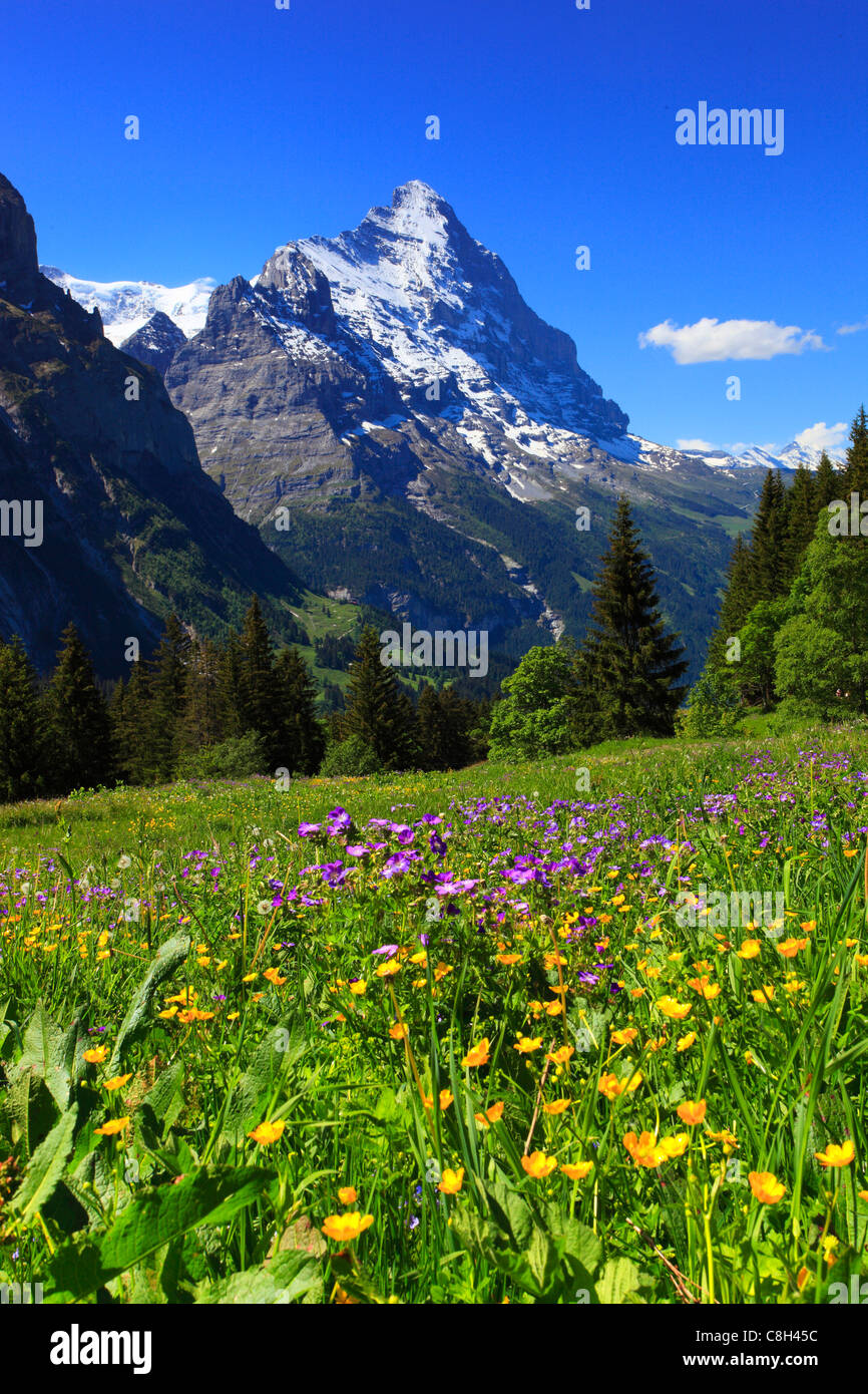 Alp, alps, flora, view, mountain, mountain panorama, mountains ...