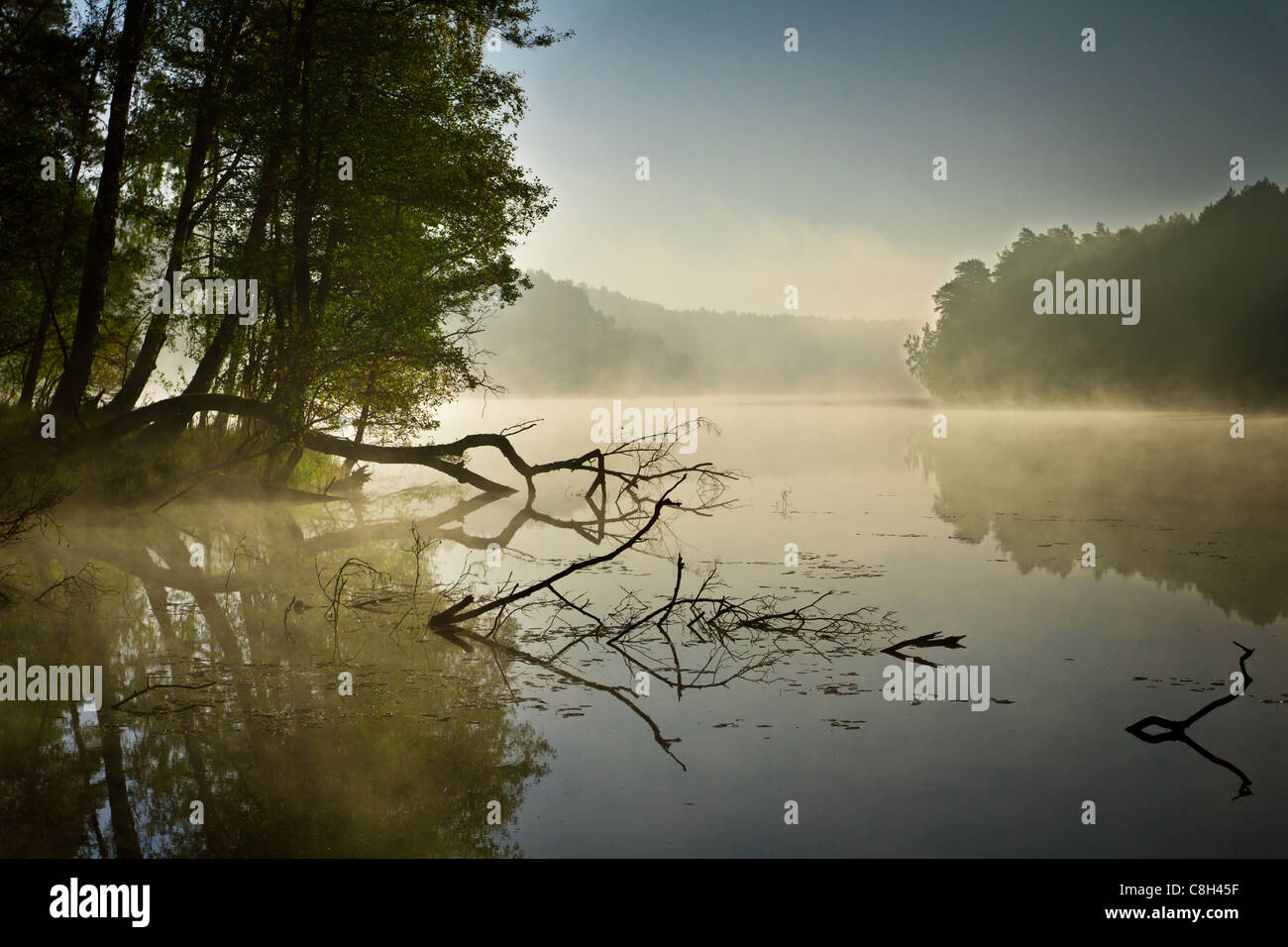Miracle in the woods hi-res stock photography and images - Alamy