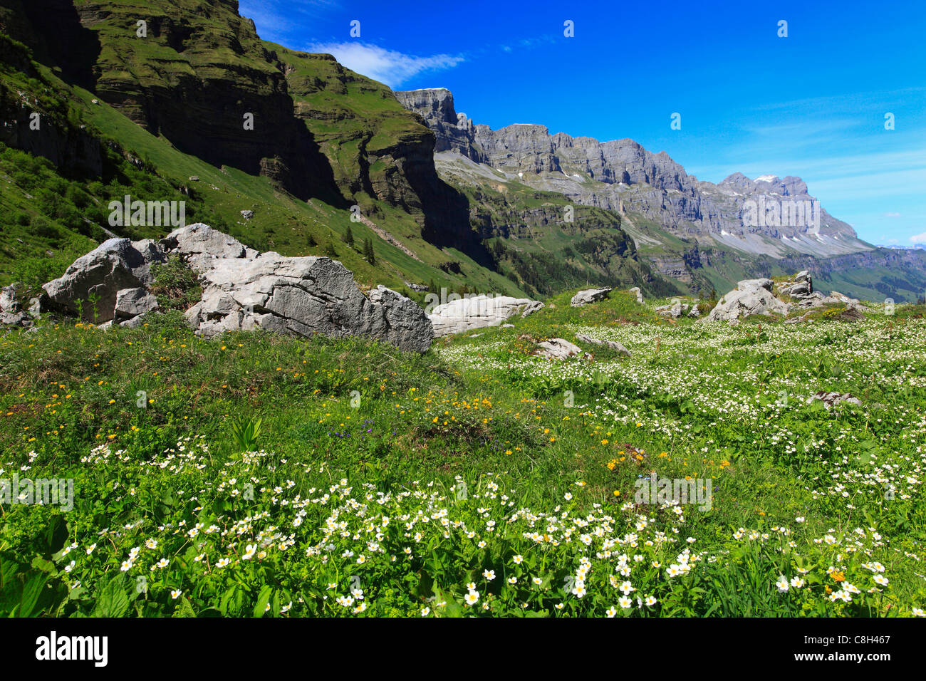 Alp, alps, flora, view, mountain, mountain panorama, mountains ...