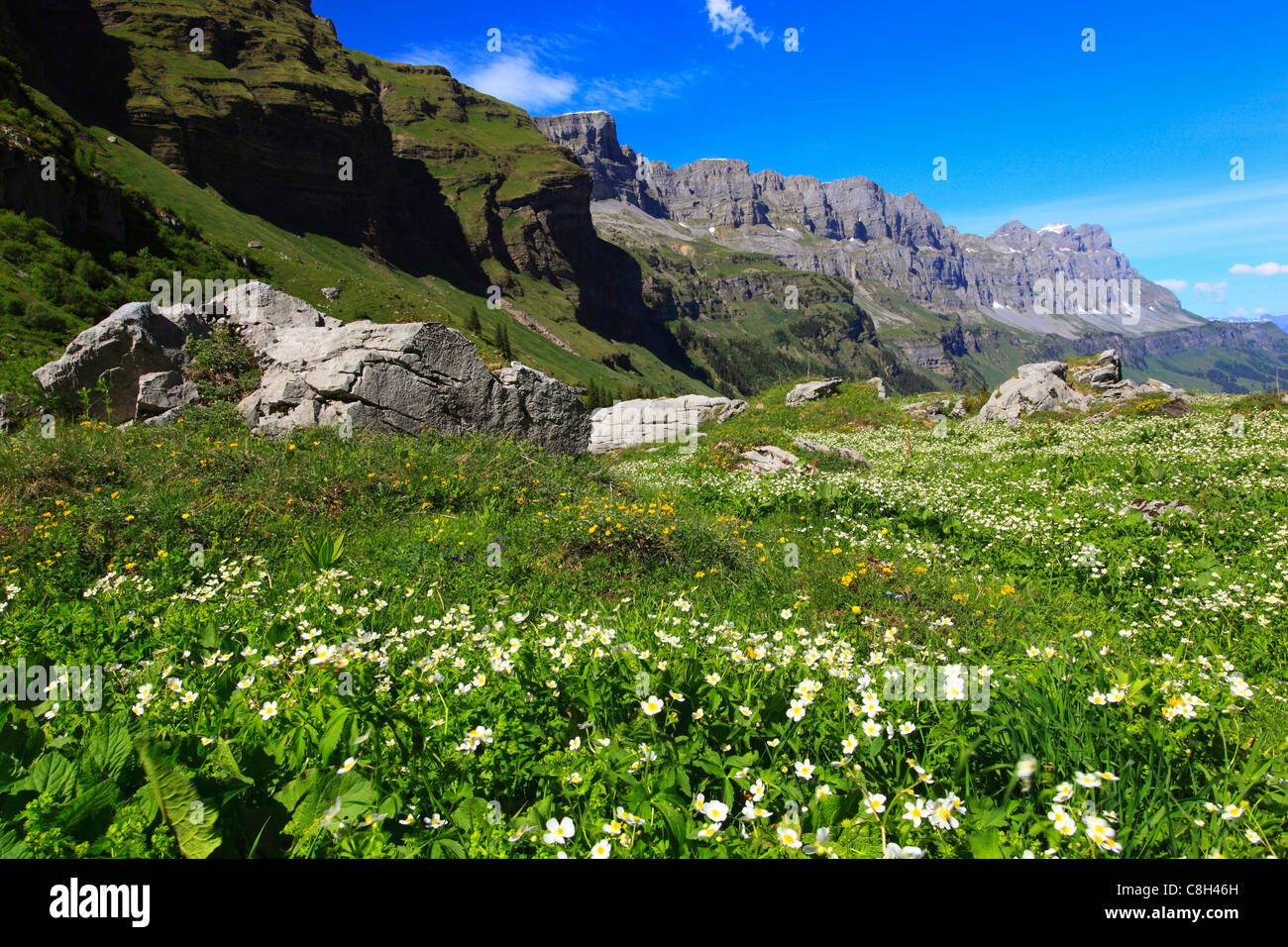 Alp, alps, flora, view, mountain, mountain panorama, mountains ...