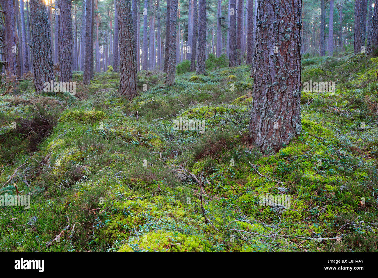 Detail, tree, trunk, trunks, trees, Cairngorms, national park, pine ...