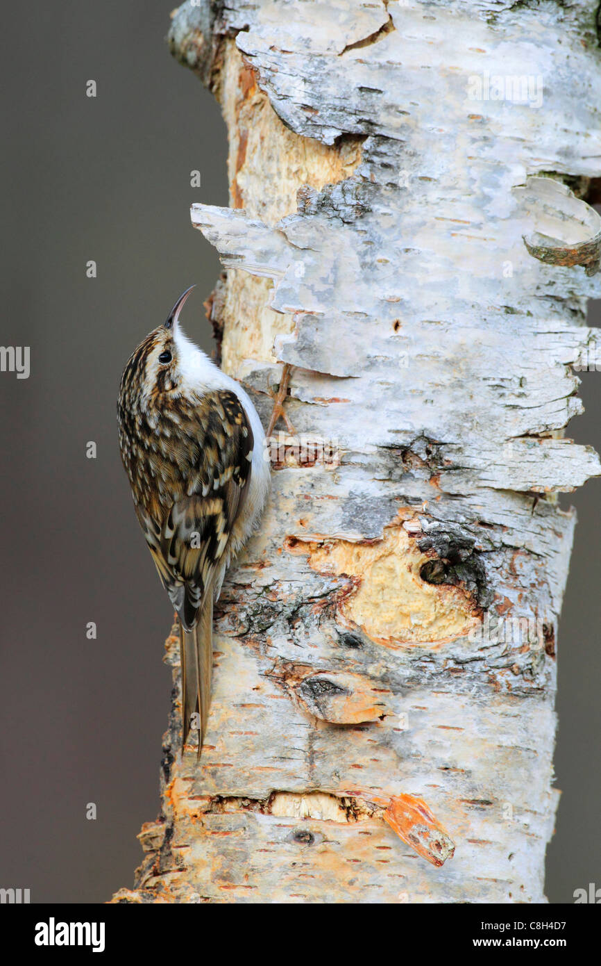 Short toed tree creepers High Resolution Stock Photography and Images ...