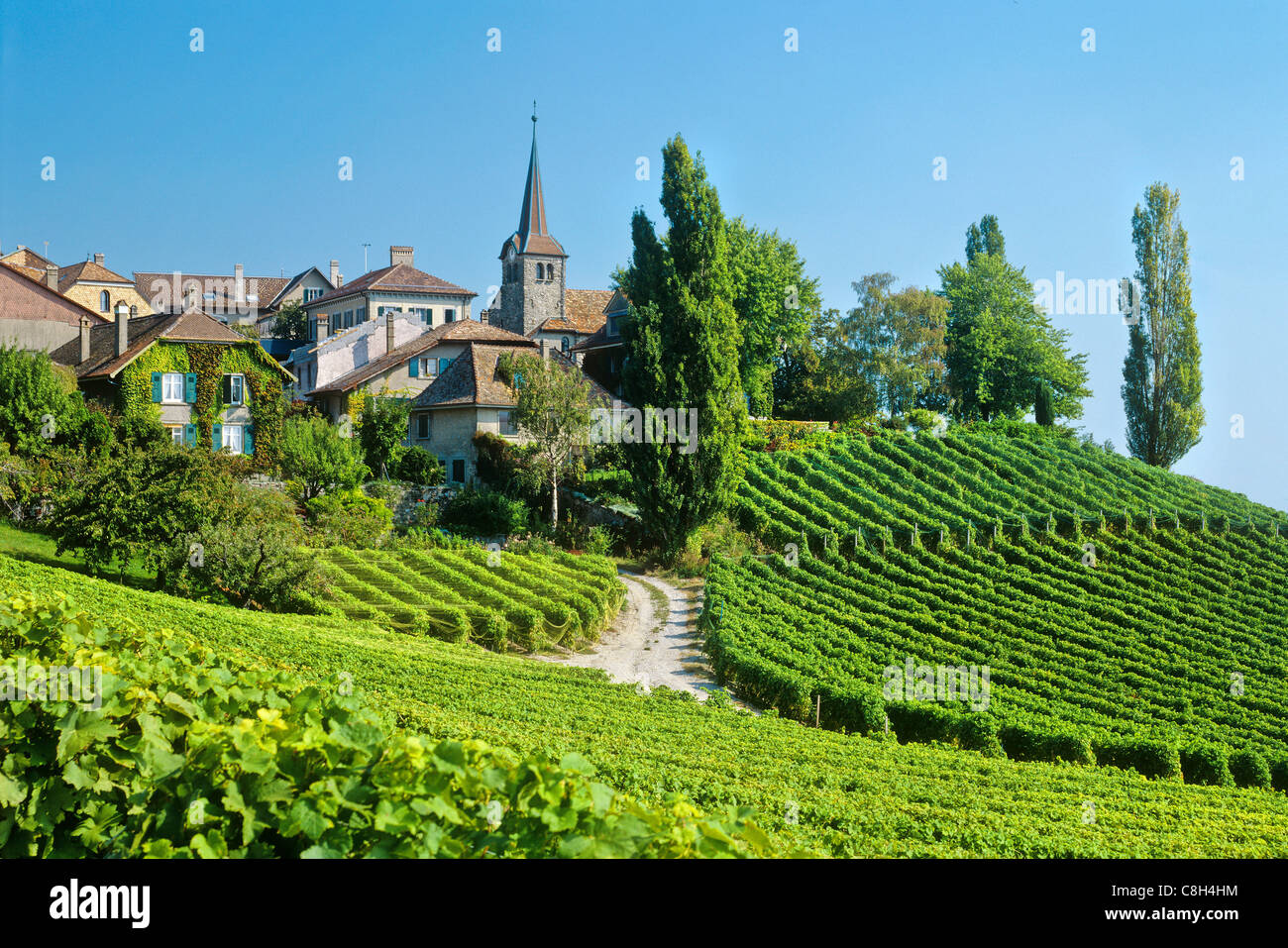 Fechy, vineyards, village, church, wine-growing, shoots, Vaud ...