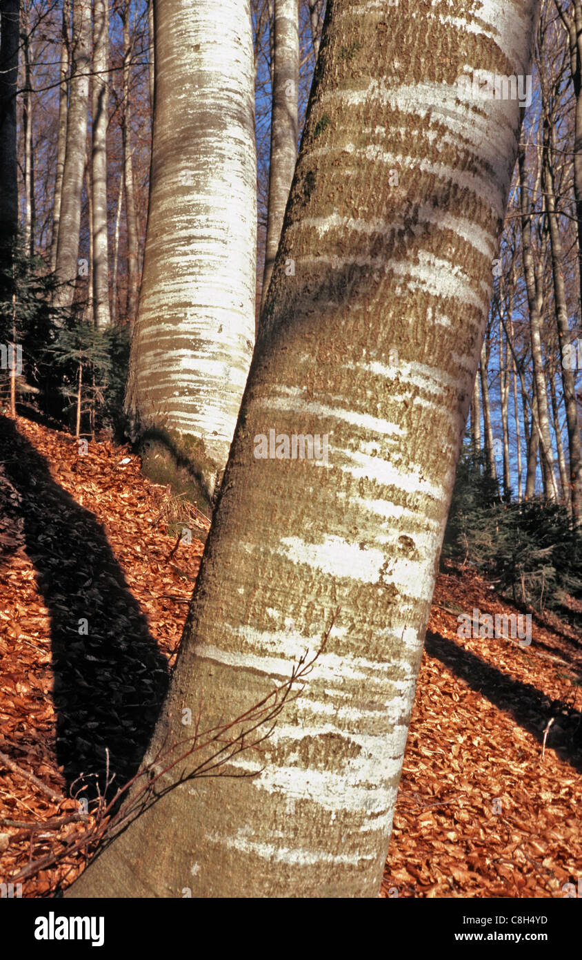 Burgdorf, Switzerland, canton Bern, Emmental, forest, wood, tree, beech ...