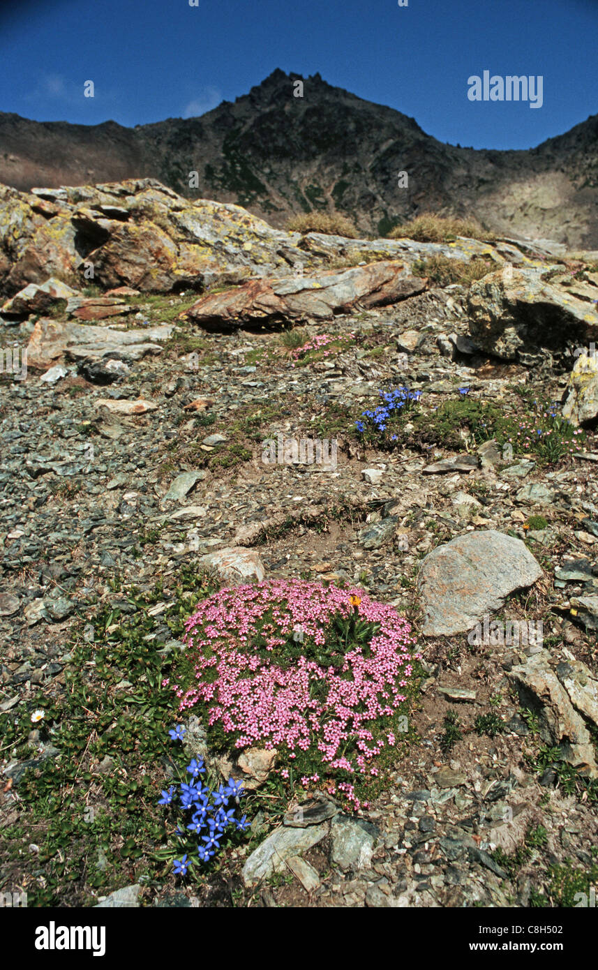 Maloja, Lunghin, Switzerland, Engadin, canton Graubünden, alpine flora ...