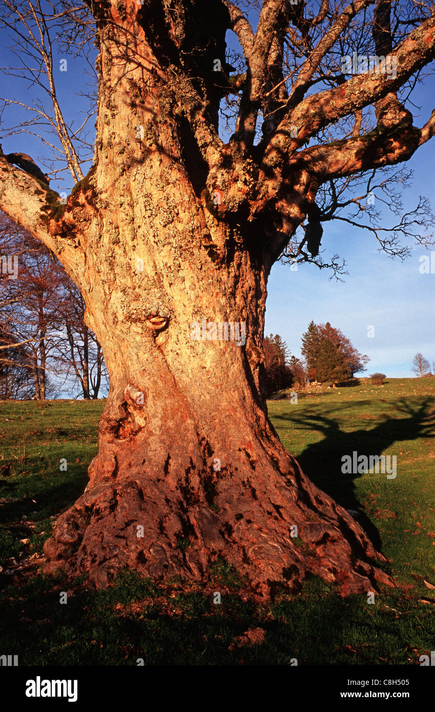 Methusela tree hi-res stock photography and images - Alamy