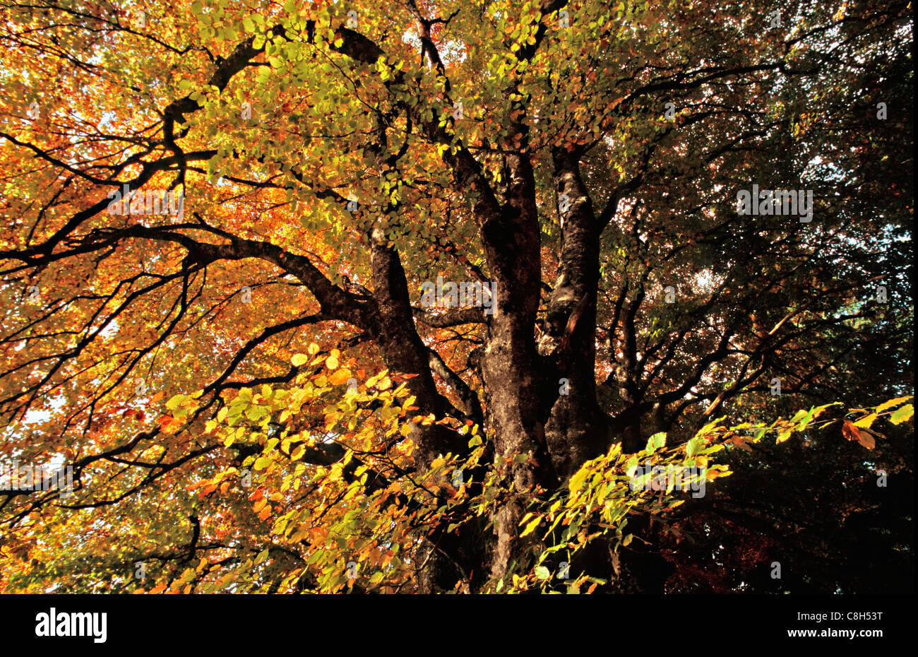 Nods, Chasseral, Switzerland, canton Bern, Jura, tree, beech, common ...
