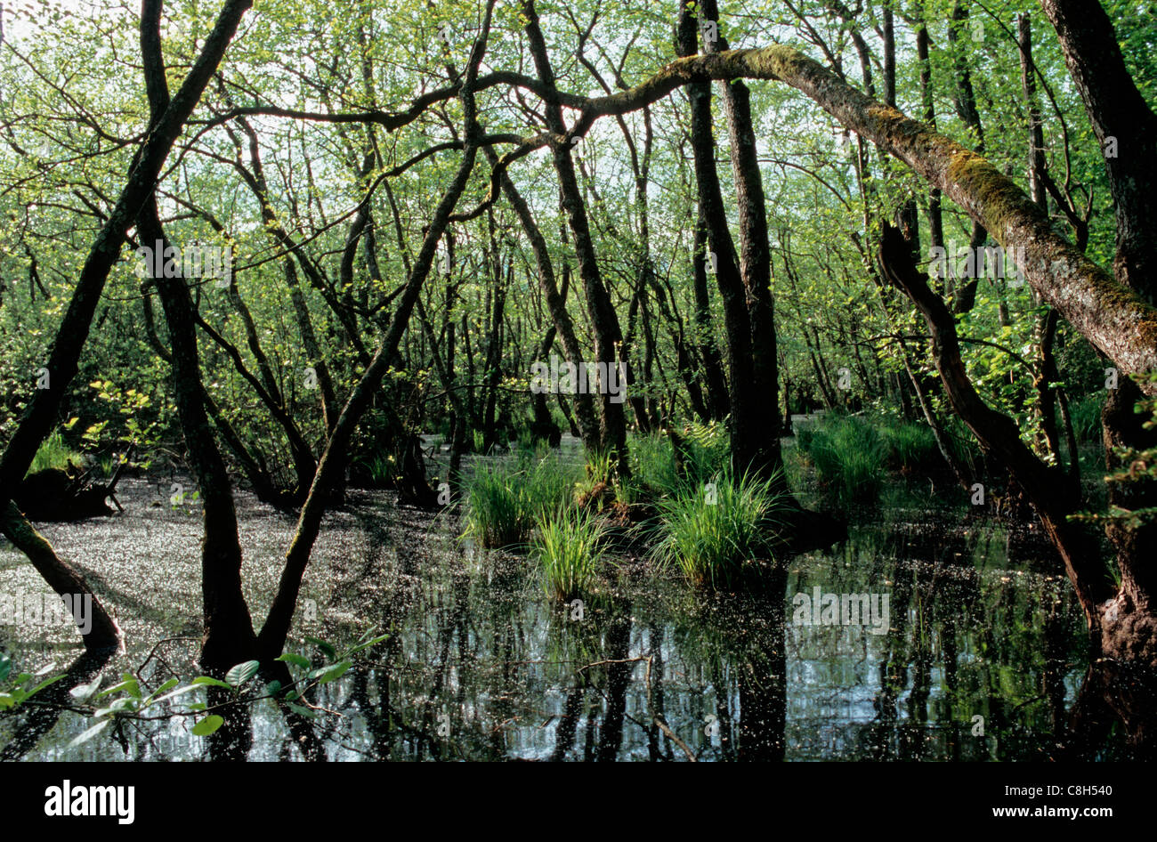 Black alder swamp forest hi-res stock photography and images - Alamy