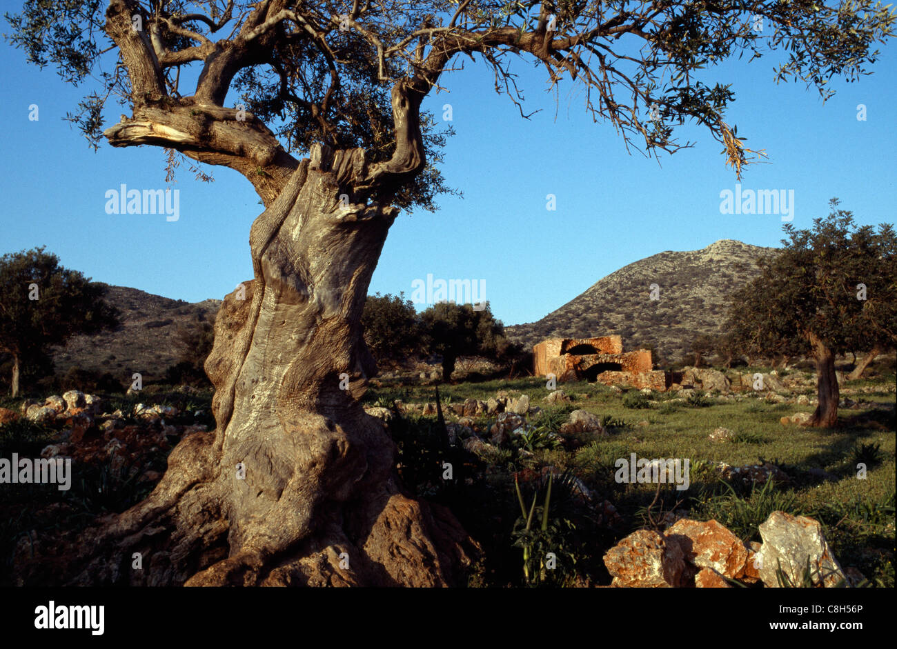 Akrotiri, Chania, Greece, Crete, mediterraean, tree, olive tree ...