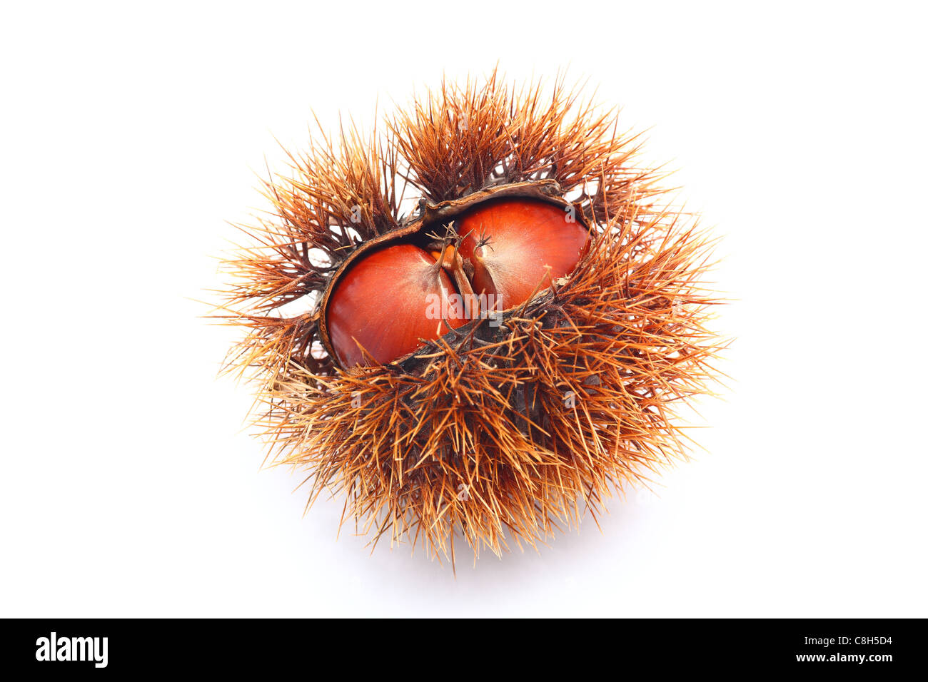 Castanea crenata japan hi-res stock photography and images - Alamy