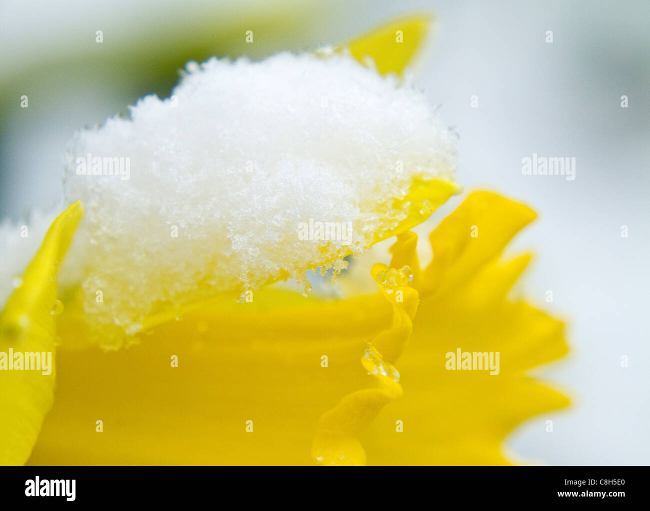 Yellow snow hi-res stock photography and images - Alamy