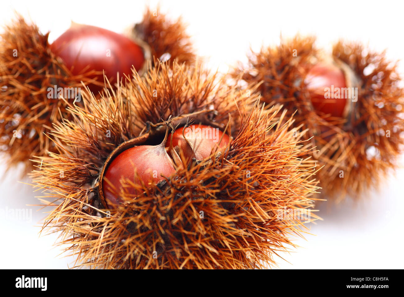 Castanea crenata japan hi-res stock photography and images - Alamy