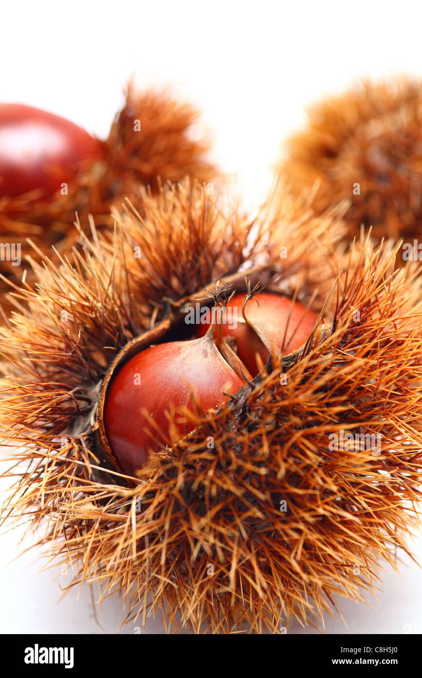 Castanea crenata japan hi-res stock photography and images - Alamy