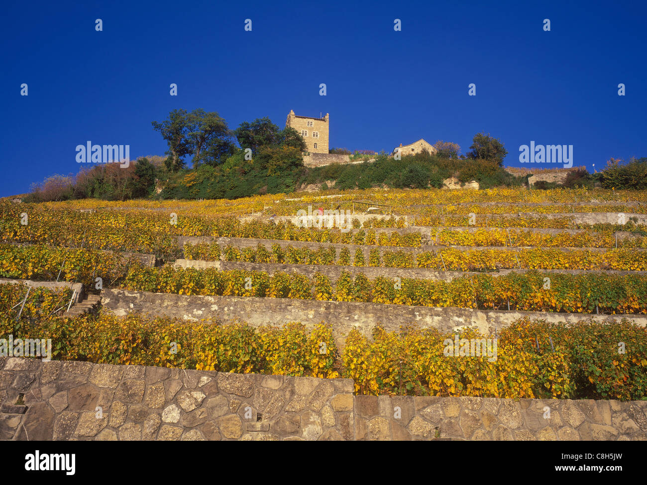 Switzerland, Europe, Vaud, canton, wine, vineyard, vineyards, UNESCO ...