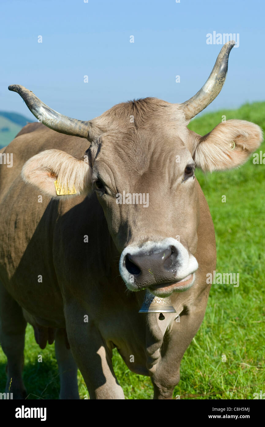 Switzerland, Europe, Appenzell, meadow, cow, cows, scenery, field ...