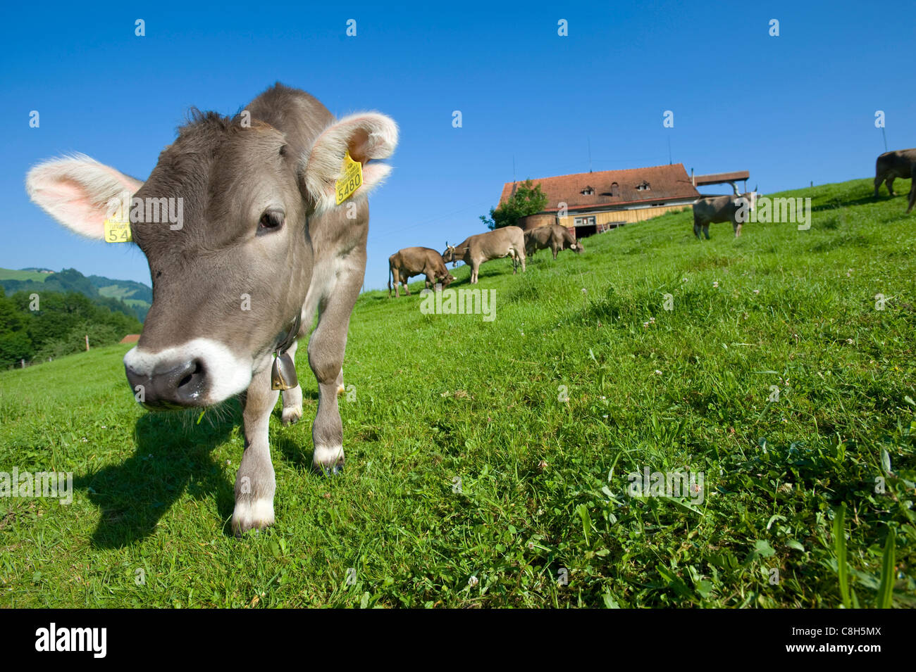 Switzerland, Europe, Appenzell, meadow, cow, cows, scenery, field ...