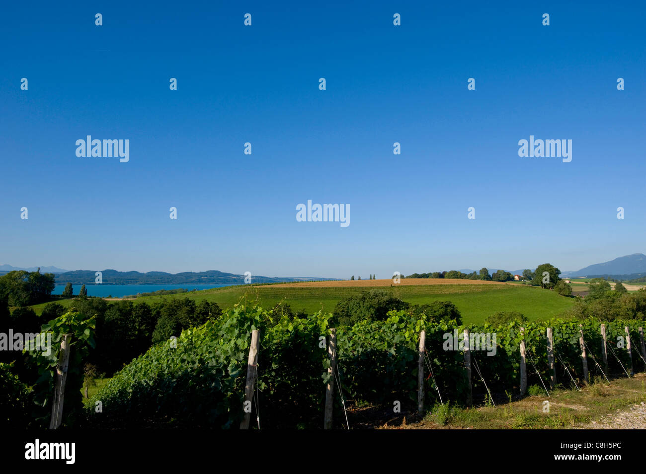 Switzerland, Europe, Vaud, Concise, summer, Lac de Neuchâtel ...