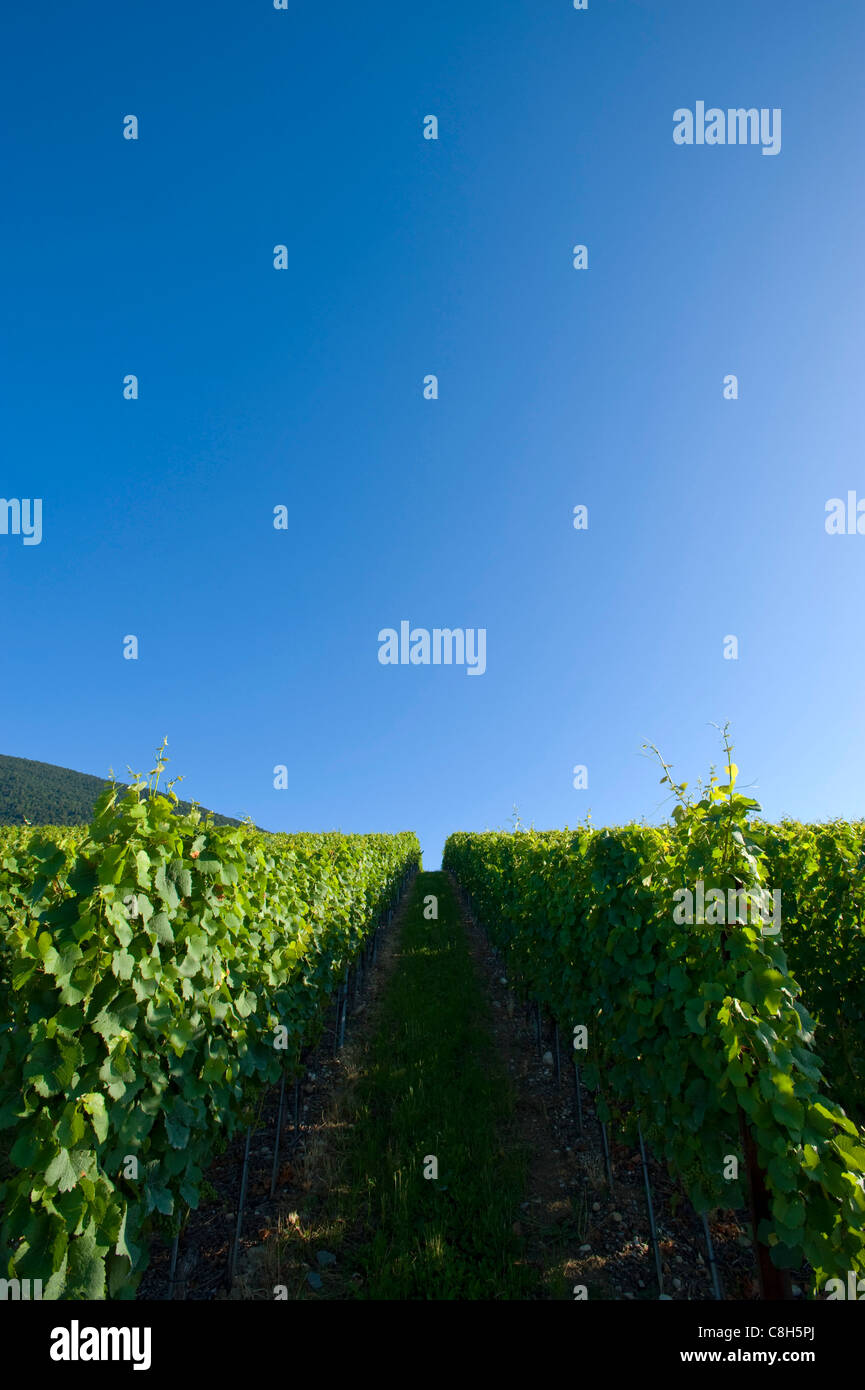 Concise High Resolution Stock Photography and Images - Alamy