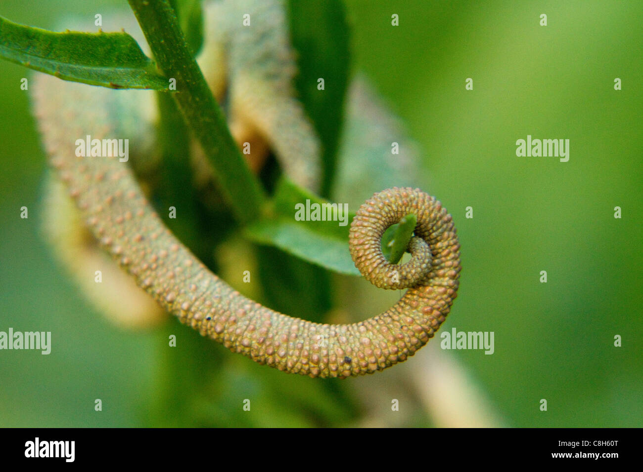Close-up of drakensberg dwarf chameleon tail curled around plant Stock ...