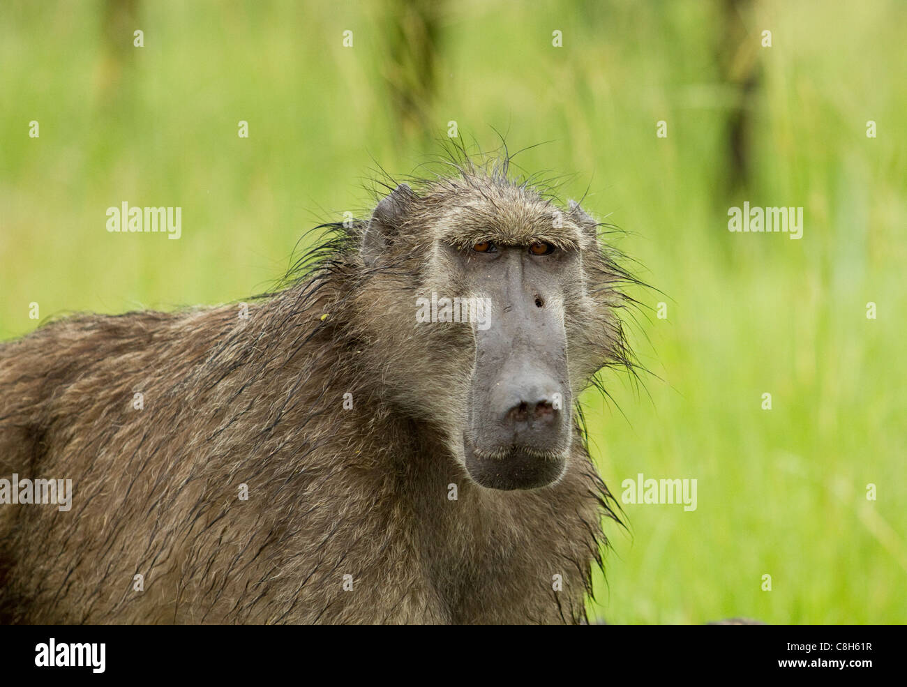 Male baboon in Hluhluwe-iMfolozi Park, South Africa Stock Photo - Alamy