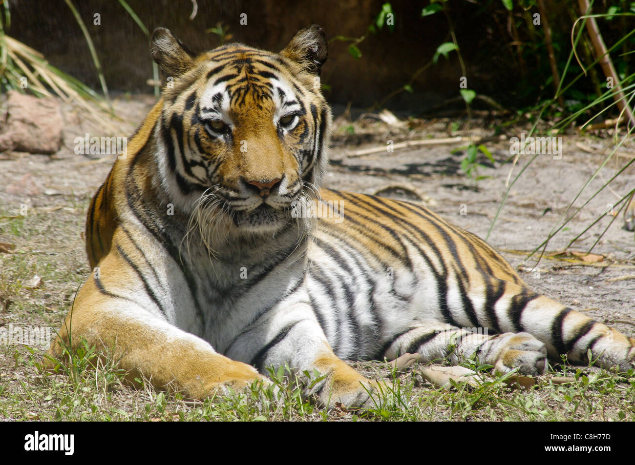 A Tiger relaxes in the warm sun Stock Photo - Alamy