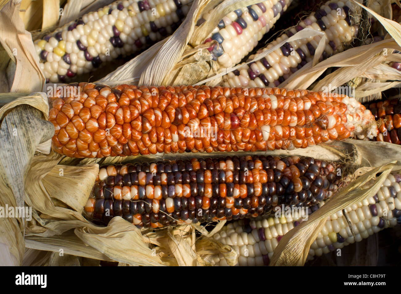 Decorative corn on display at the farmer's market Stock Photo - Alamy