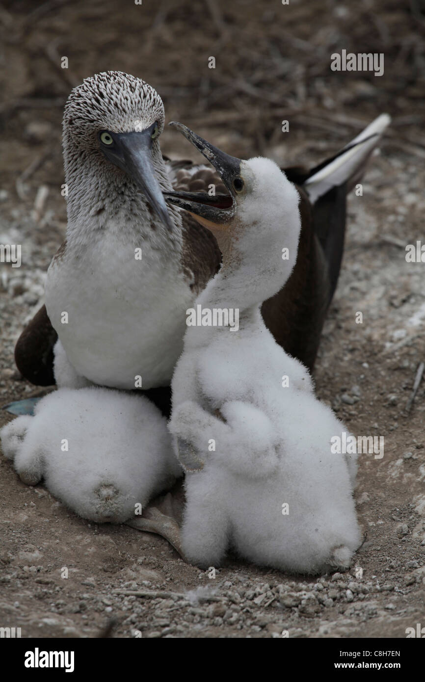 Colony of blue footed boobies hi-res stock photography and images - Alamy
