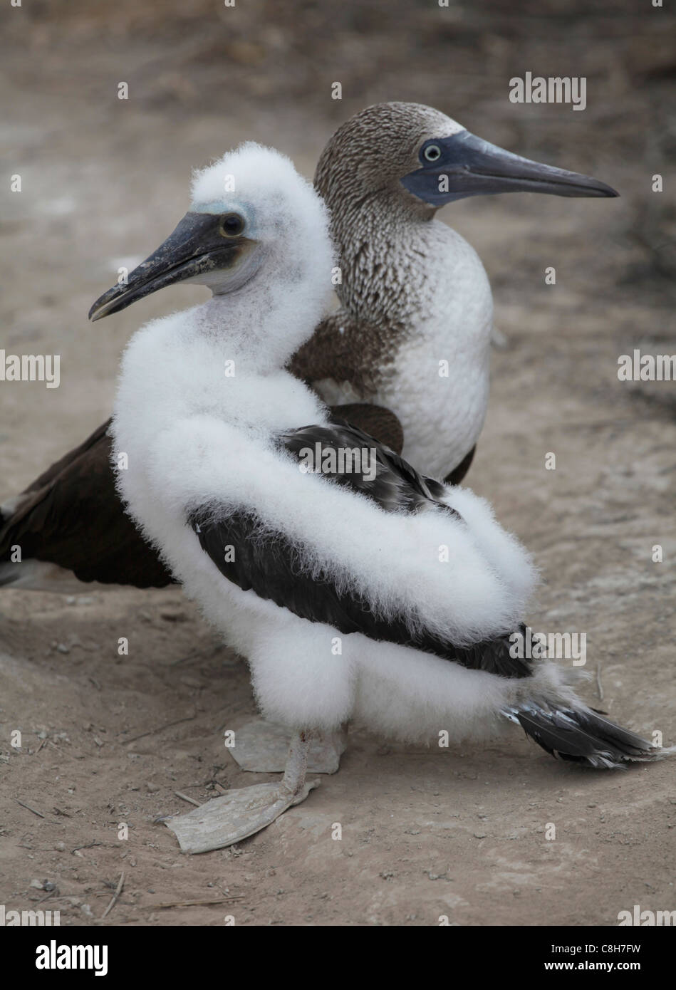 Colony Of Blue Footed Boobies High Resolution Stock Photography and ...
